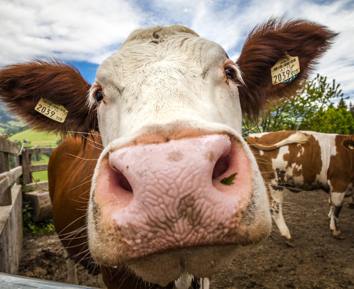 Autumn Holidays | Farm Holidays in Austria