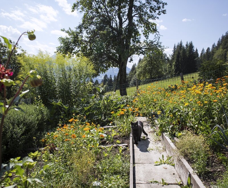 Holidays in the Land of Mountains in Tyrol - Farm Holidays