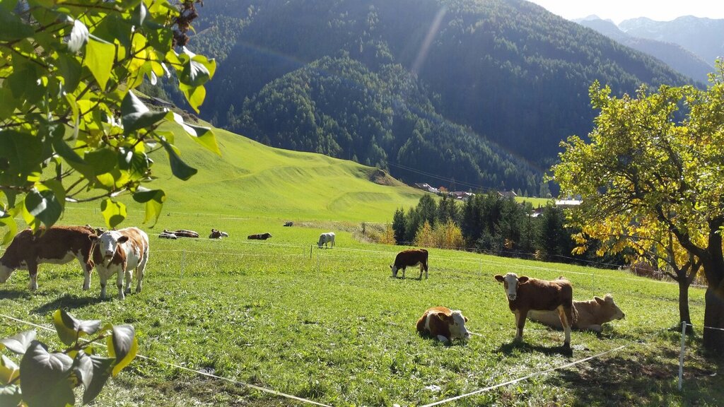 Bergerhof | Farm Holidays in Austria